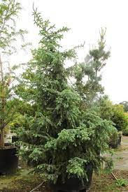 BLUE SKY SERBIAN SPRUCE | Conifer Corner