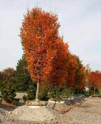 MUSASHINO ZELKOVA COLUMNAR | Conifer Corner