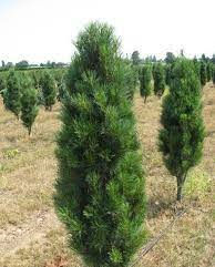 WHITE PINE STOWE PILLAR | Conifer Corner