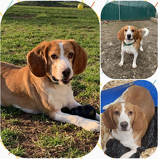 Adult Dogs | Pet Refuge