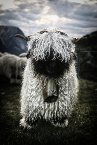 Walliser Schwarznasenschaf | Alpenfotografie