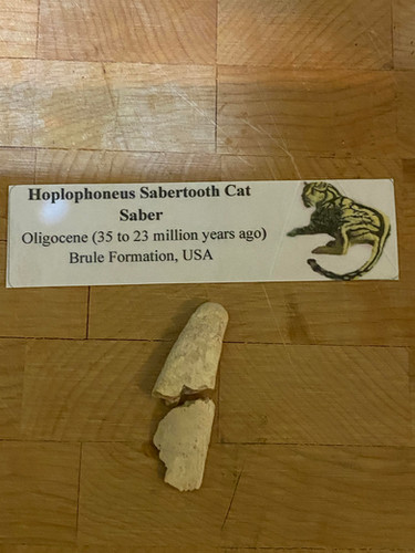 Sabertooth Cat Saber (Canine) | Fossil Fix