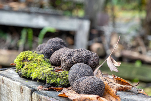 Fresh truffle per gm A grade | Bay of plenty Truffl