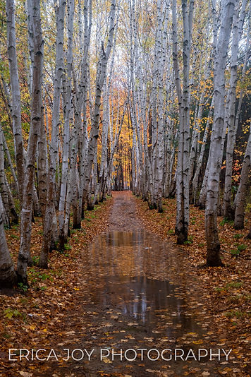 fall birch trees foreground