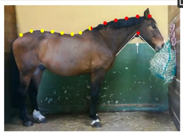 Understanding the Thoracic Sling