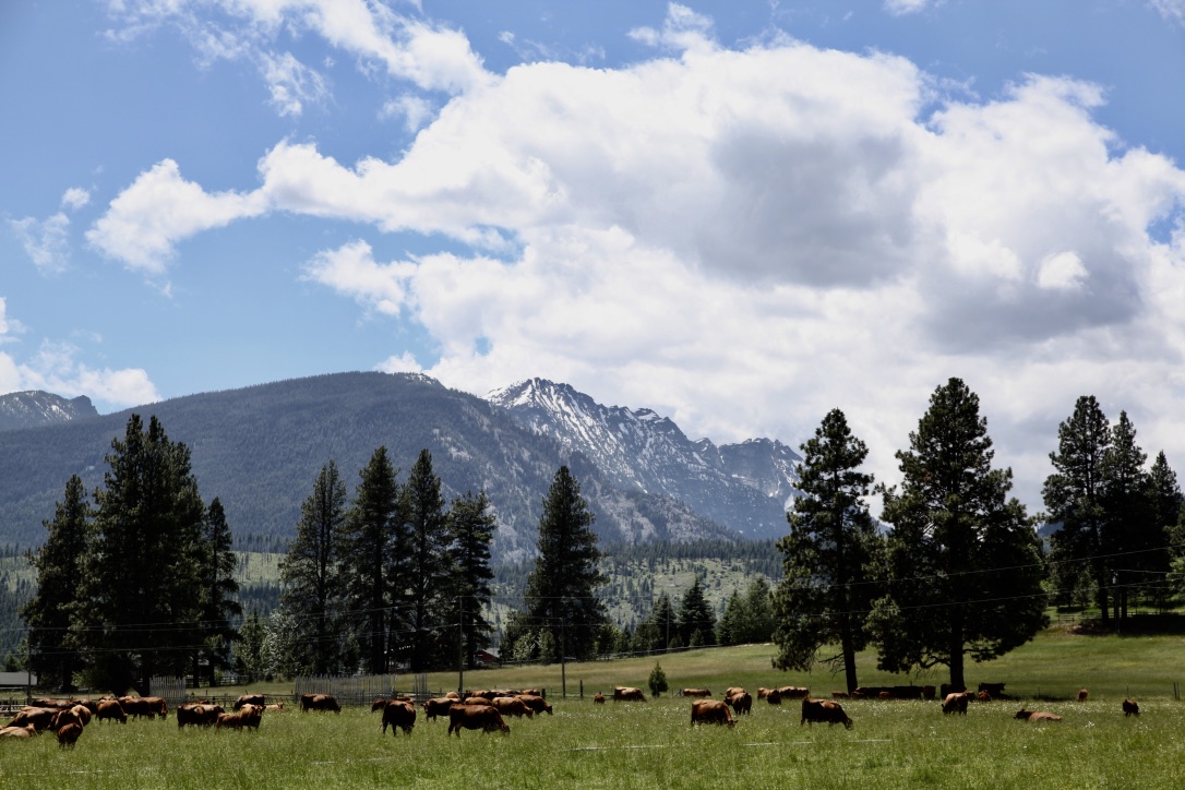 HOME | Double K Ranch Montana | Local Meats