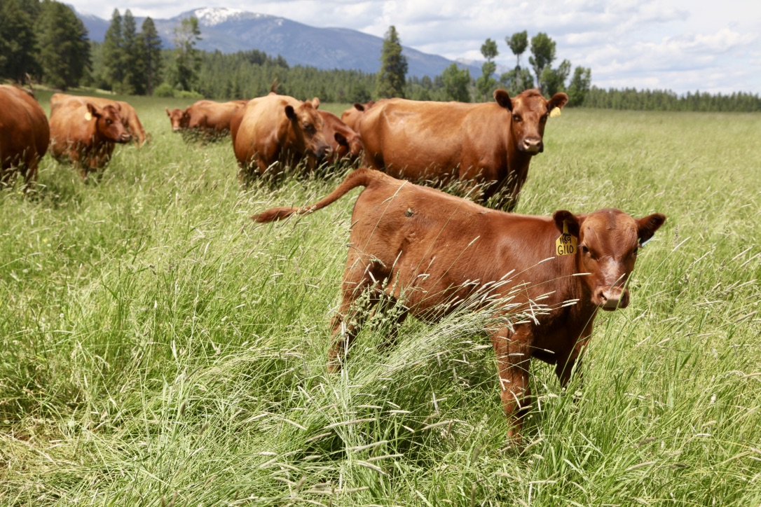 HOME | Double K Ranch Mt