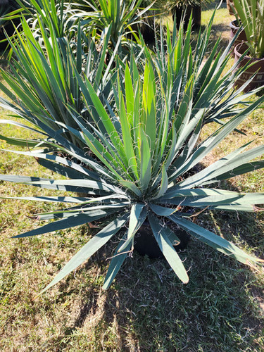 Yucca 'Excalibur' | Coyote Trail Nursery