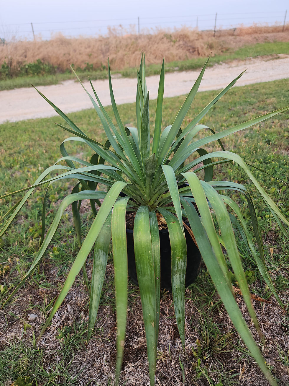 Soft Leaf Yucca Coyote Trail Nursery