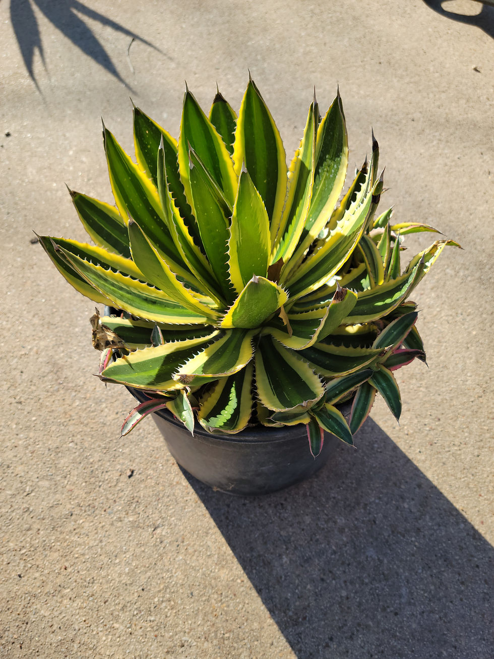 Agave Quadricolor | Coyote Trail Nursery