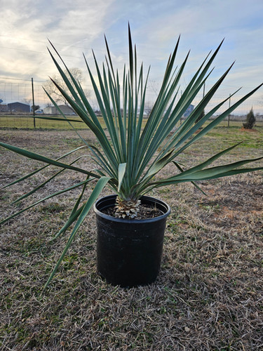 Yucca Rigida 'Blue Sentry' | Coyote Trail Nursery