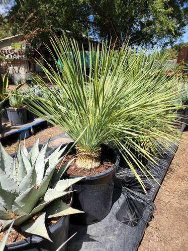 Yucca Linearifolia | Coyote Trail Nursery