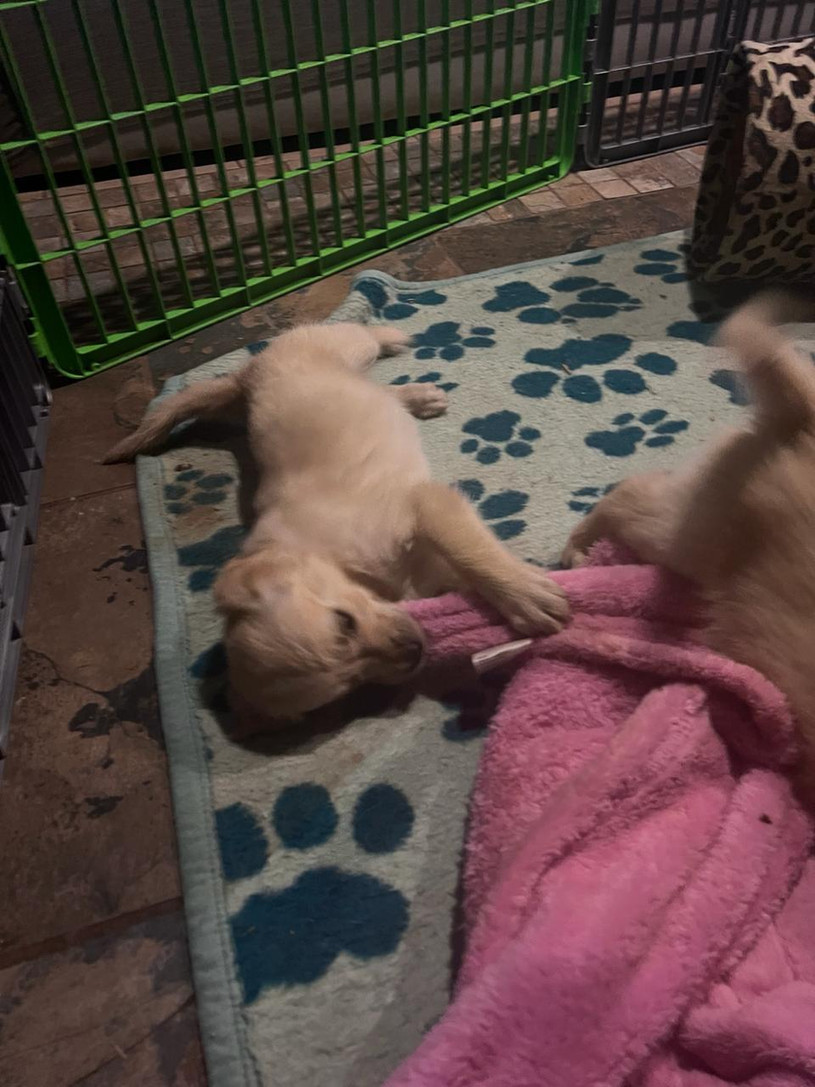 Our Goldens | Golden Retrievers