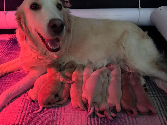 Our Goldens | Golden Retrievers