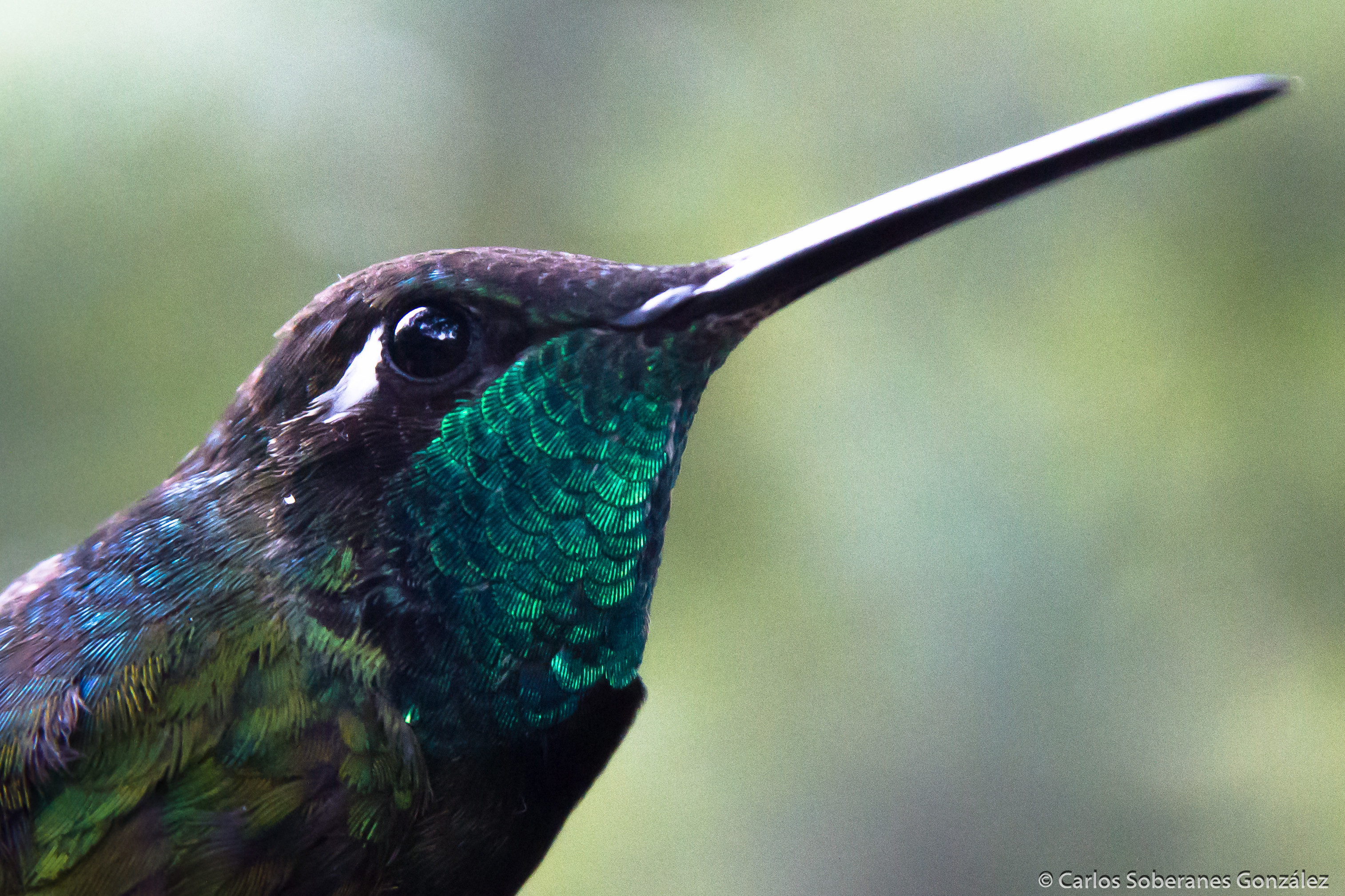 Tú puedes ayudar a proteger a los colibríes chilangos