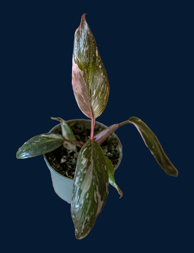 Philodendron "Pink Princess Marble" | Speak In Plants