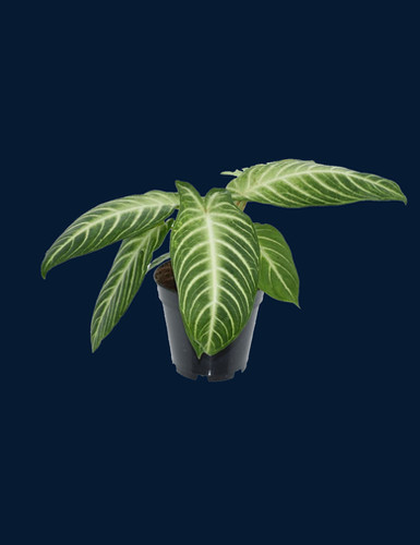 Phyllotaenium lindenii (syn. Xanthosoma) | Speak In Plants