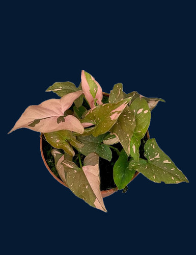 Syngonium red spot (pink splash) | Speak In Plants