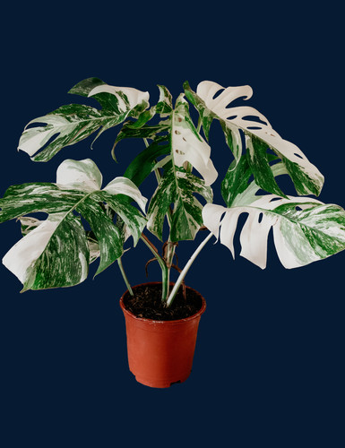 Monstera Deliciosa Variegata