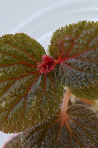 Begonia baik | Speak In Plants
