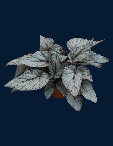 Begonia beleaf "Arctic Breeze" | Speak In Plants