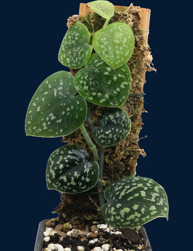 Scindapsus haask | Speak In Plants
