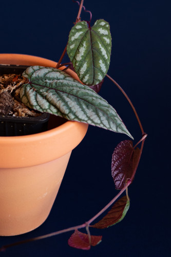 Cissus discolor | Speak In Plants