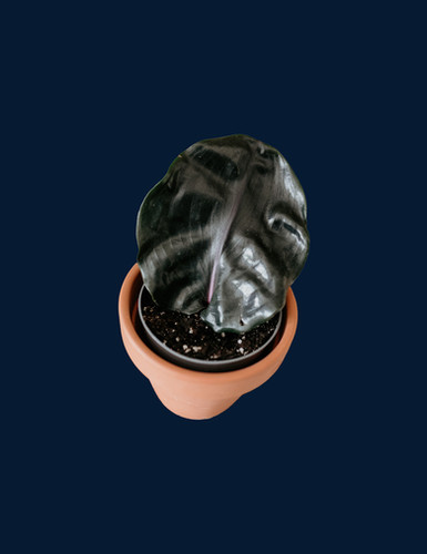 Geogenanthus cilliatus | Speak In Plants