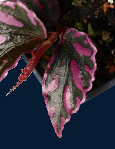 Begonia julau | Speak In Plants