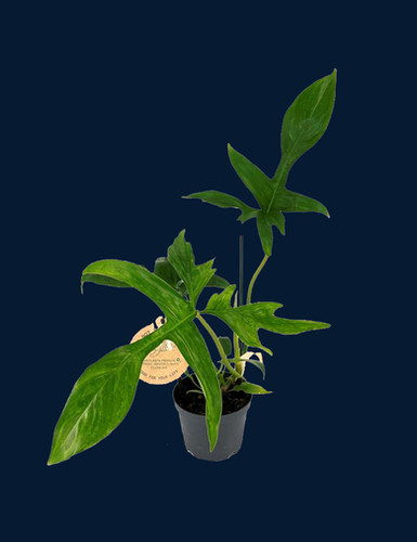 Philodendron "Glad Hands" (quercifolium) | Speak In Plants