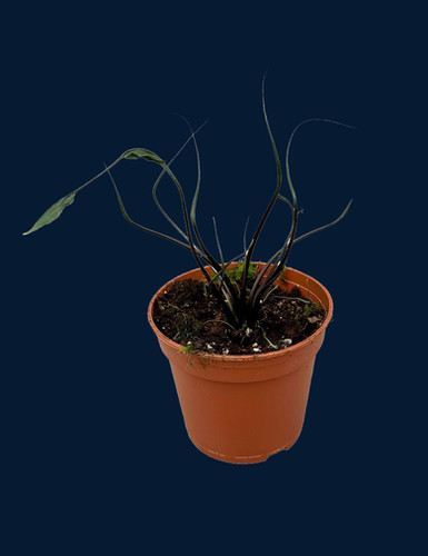 Alocasia "Flying Squid" | Speak In Plants