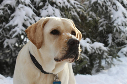 Home | Devonsleigh I Labrador & Pug Breeding Programs