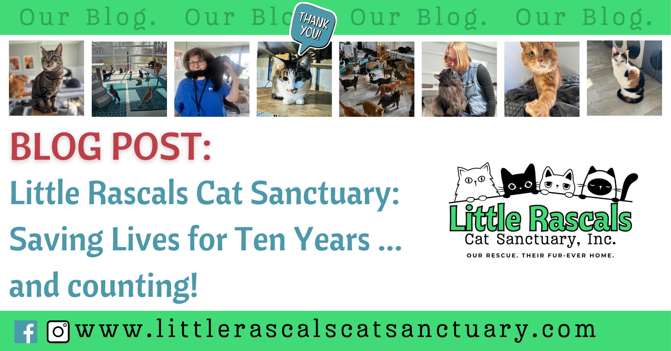 Little Rascals Cat Sanctuary: Saving Lives for Ten Years ... and counting!