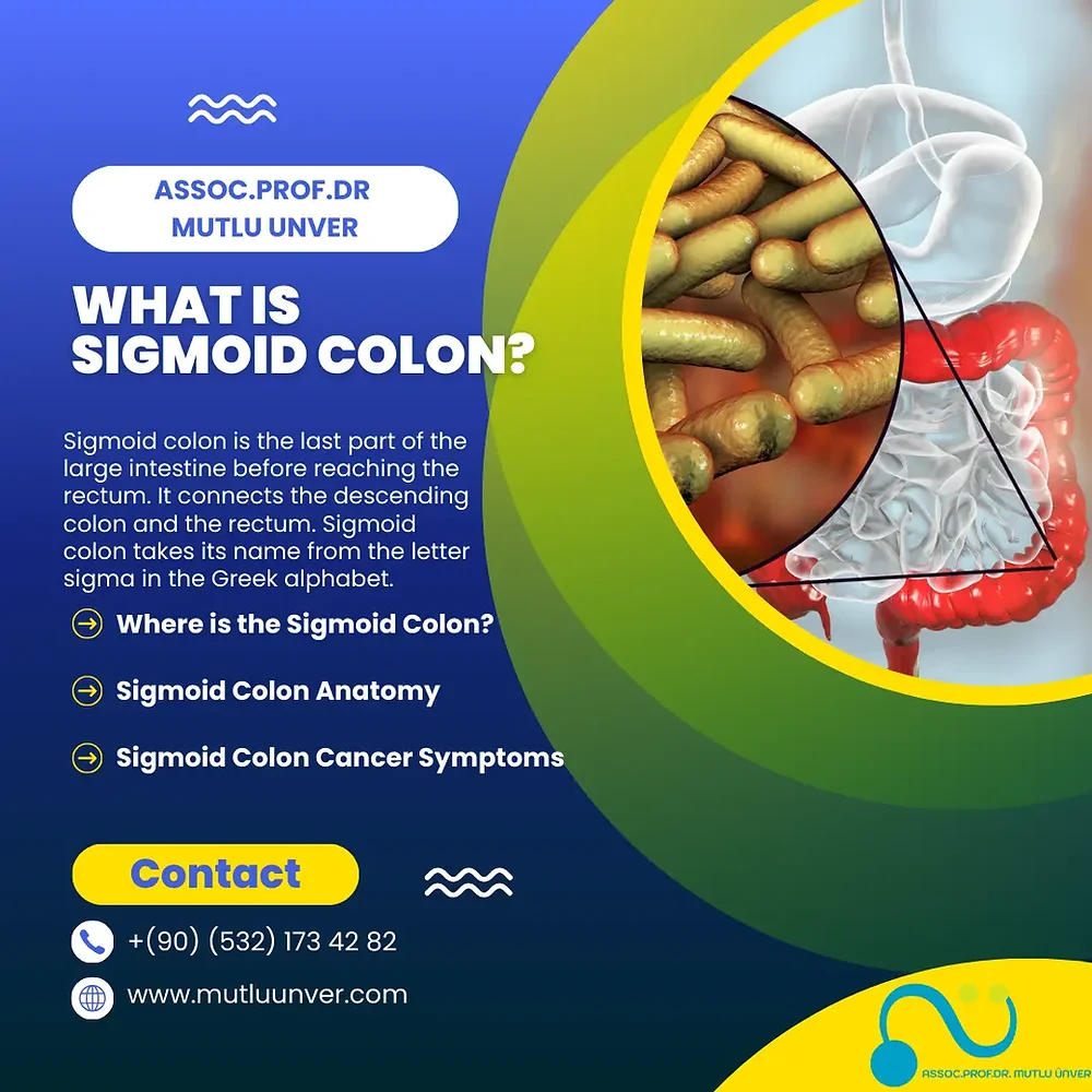 sigmoid colon function