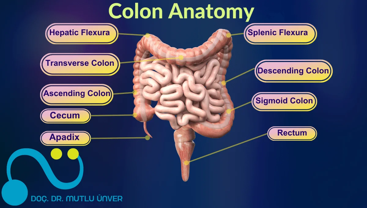 Colon (Bowel) Cancer Treatment Methods - Types of Surgery | Assoc.Prof ...