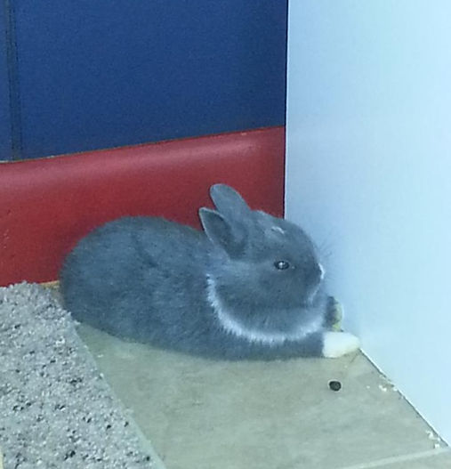 Policies/Contact Info | cottontail-corner