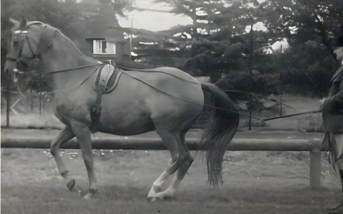 All Products | Classical Equestrian