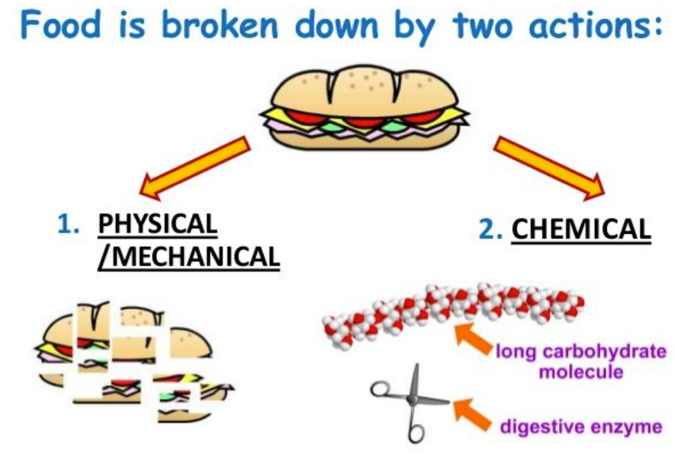 Gut Health - Introduction to Digestion: Breaking It Down: Mechanical ...