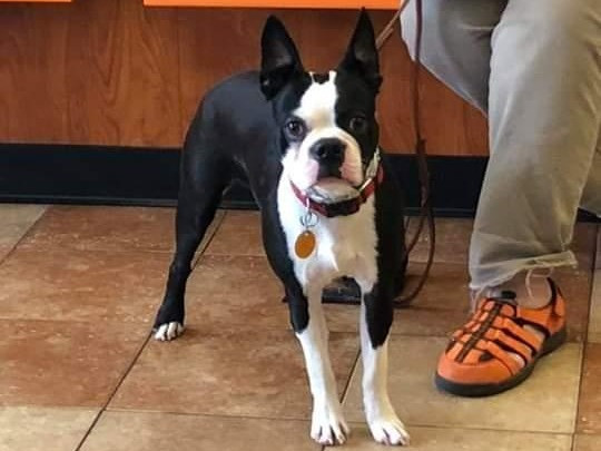 Minnesota Boston Terrier Club & Rescue - United States