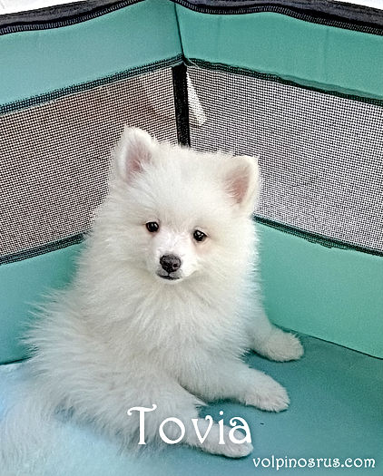 VOLPINO PUPPIES AVAILABLE | volpinosrus