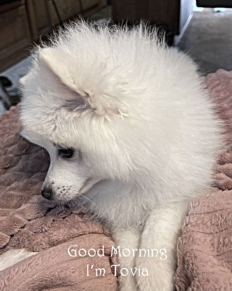 VOLPINO PUPPIES AVAILABLE | volpinosrus