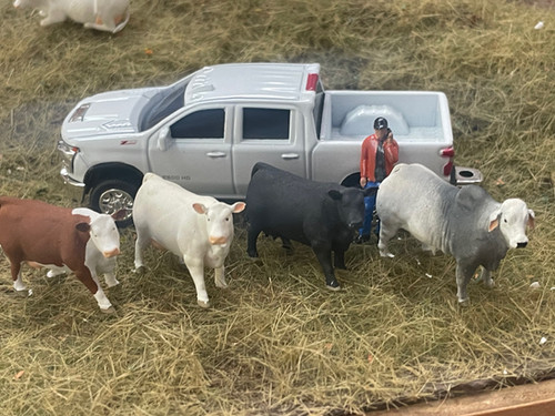 Cow looking to the right | Justin Displays