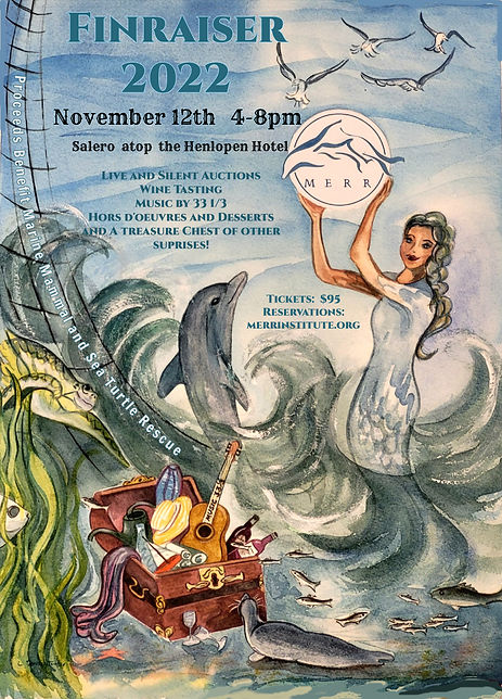 Dolphins | Merrinstitute | Lewes