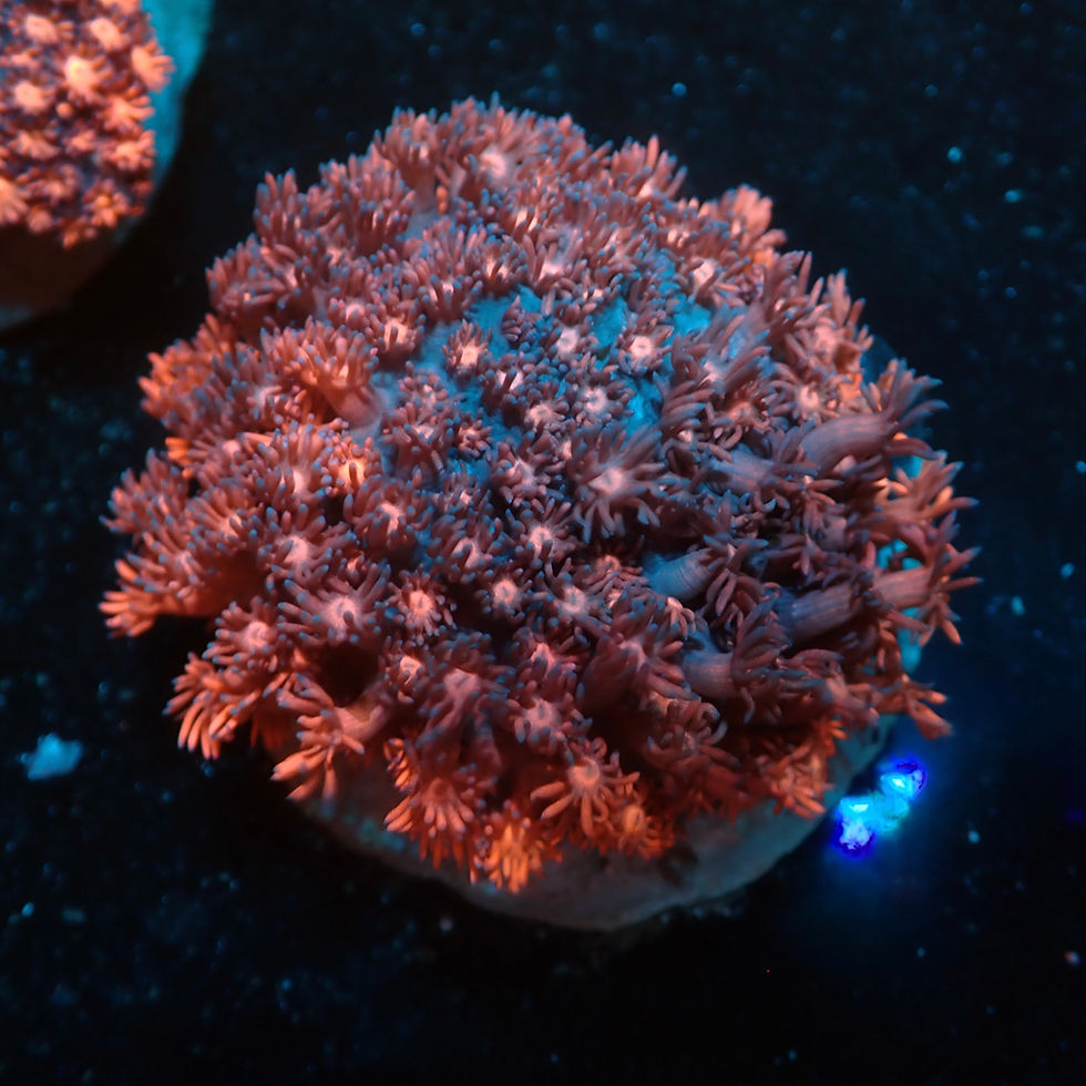 Home | The Coral Company