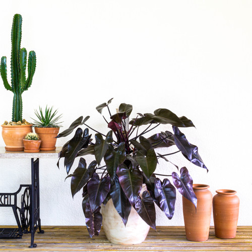 VASO ÉVORA N1 MARFIM MAXI BRILHO PLANTADO COM FILODENDRO RUBRO ...