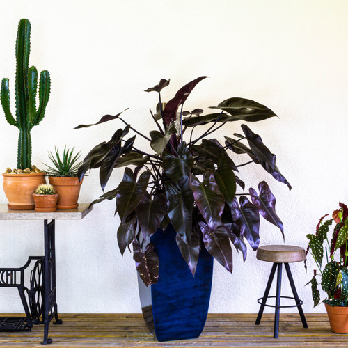 VASO MILENIUM N2 AZUL MARIHO MAXI BRILHO PLANTADO COM FILODENDRO RUBRO ...