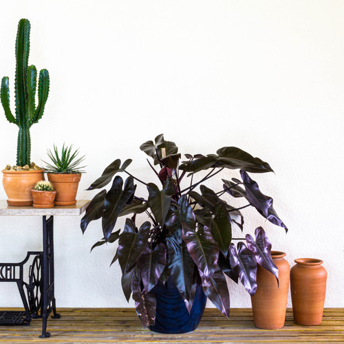 VASO EVORA N1 AZUL MARINHO MAXI BRILHO PLANTADO COM FILODENDRO RUBRO ...