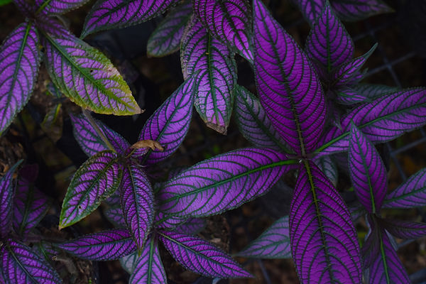 Strobilanthes Crispus | ProCeles