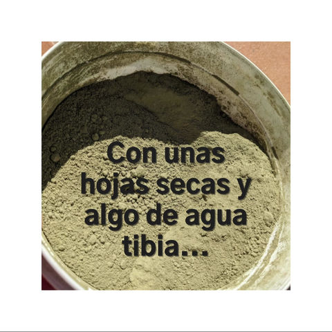 Índigo: de las hojas de Indigofera tinctoria secas a la pasta ...