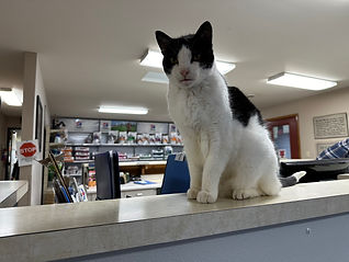 OUR TEAM | Wright Veterinary